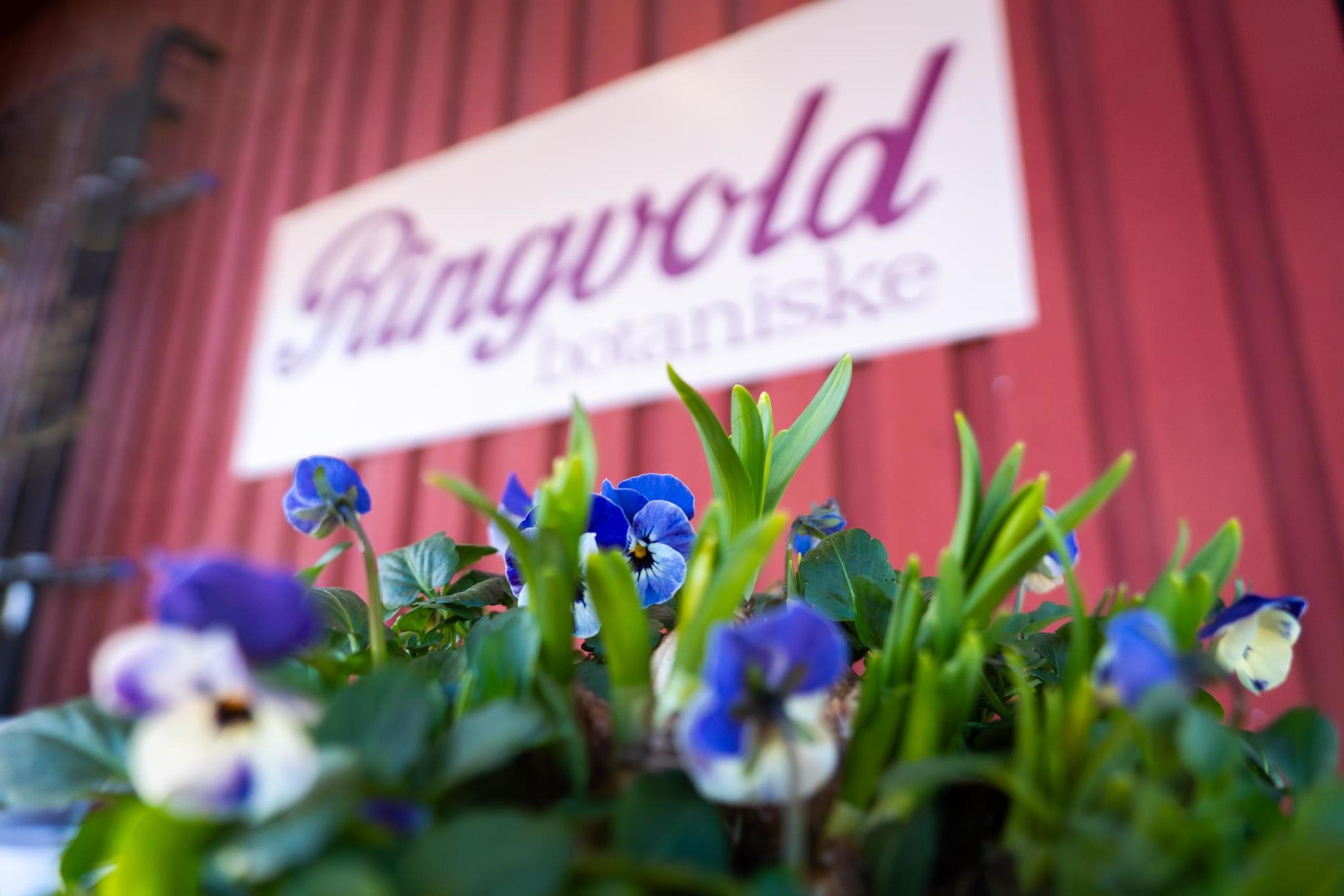 Ringvold Botaniske gårdsbutikk og hagesenter - Visit Øst-Norge